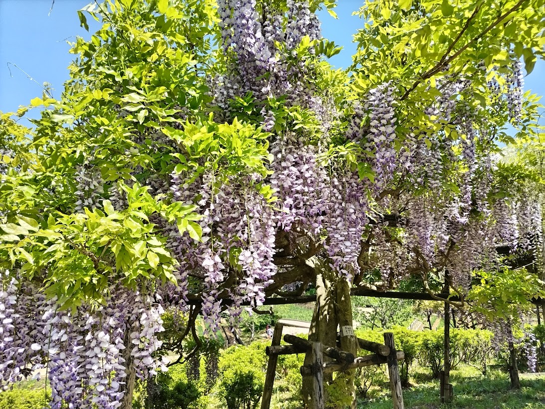 横須賀しょうぶ園の藤や花しょうぶの見頃と開花情報、ランチ＆アクセス - アカシア悠々ブログ